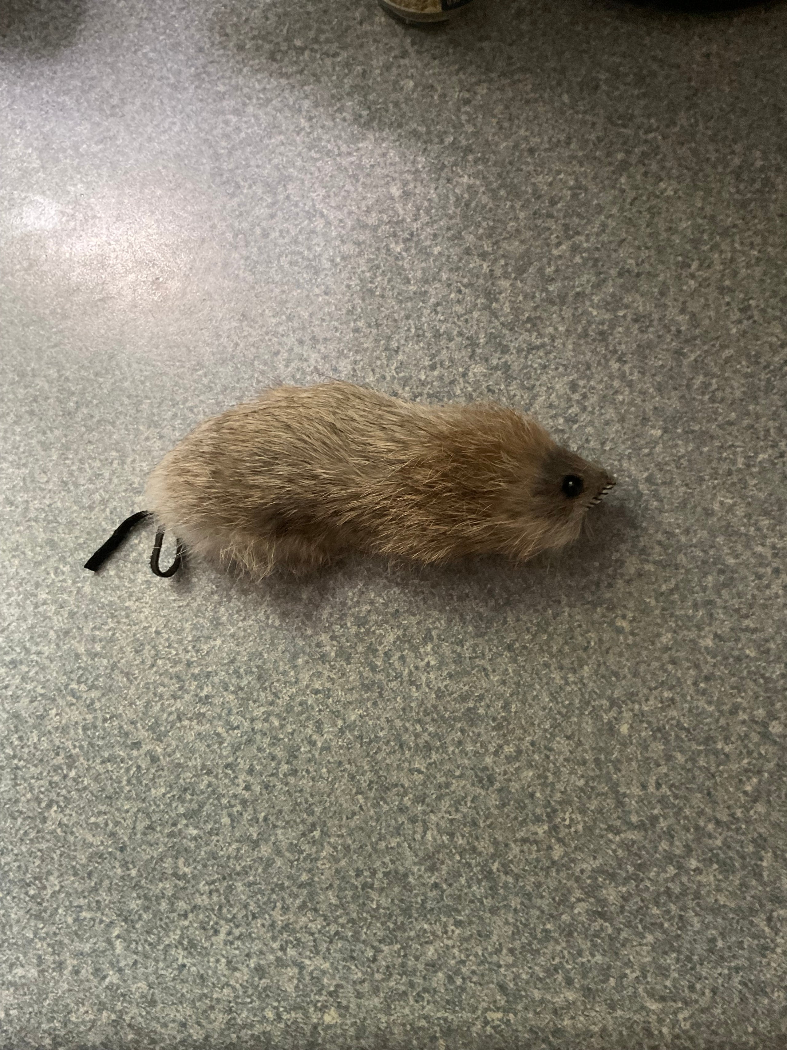 Rudy the Rat | Mike Hummer Magic