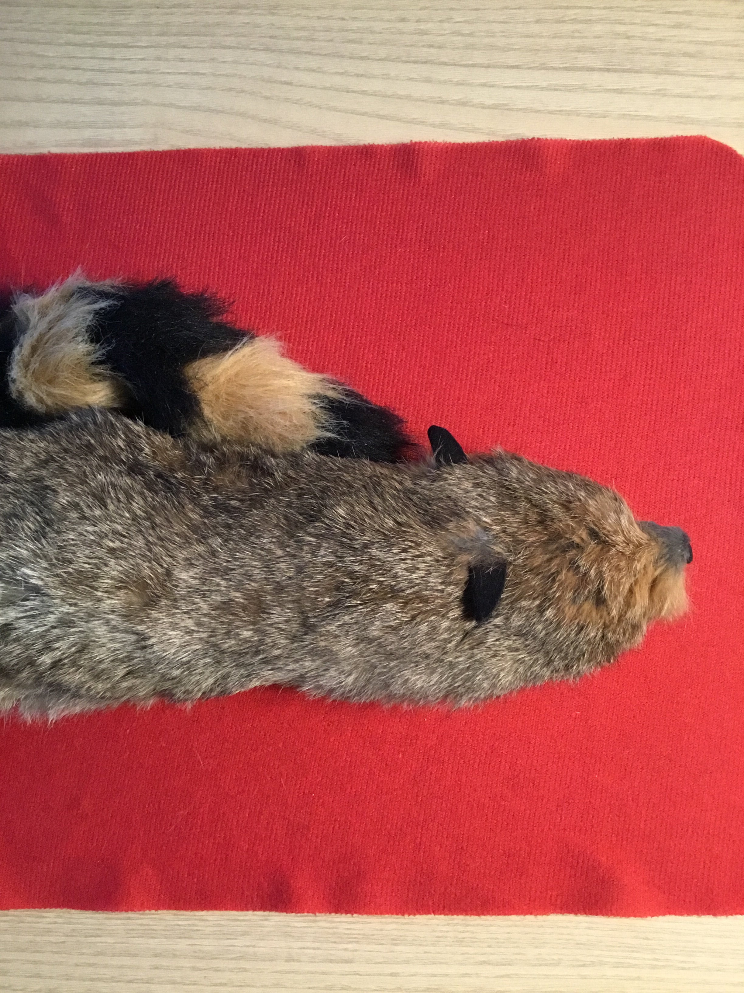 Flex Neck Spring Raccoon | Mike Hummer Magic